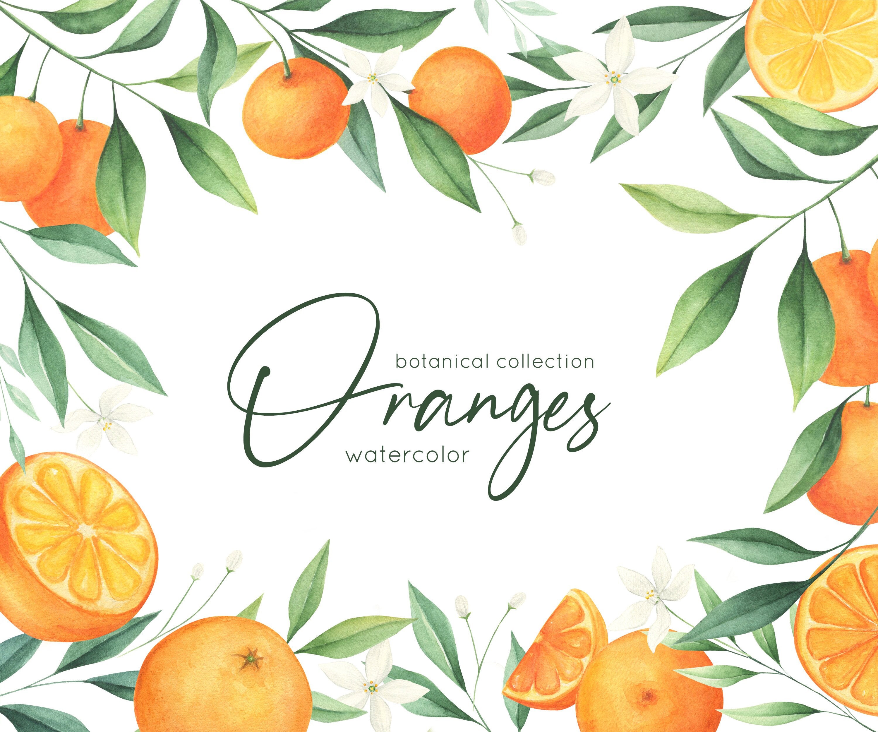 Orange Watercolor Clipart, Citrus Wedding Invitation, Summer Citrus ...