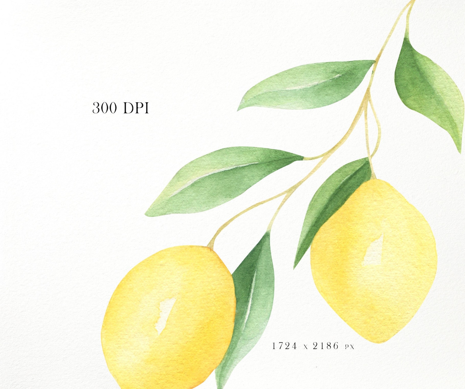 Watercolor Lemons Clipart Summer Citrus Greenery Clipart Png - Etsy