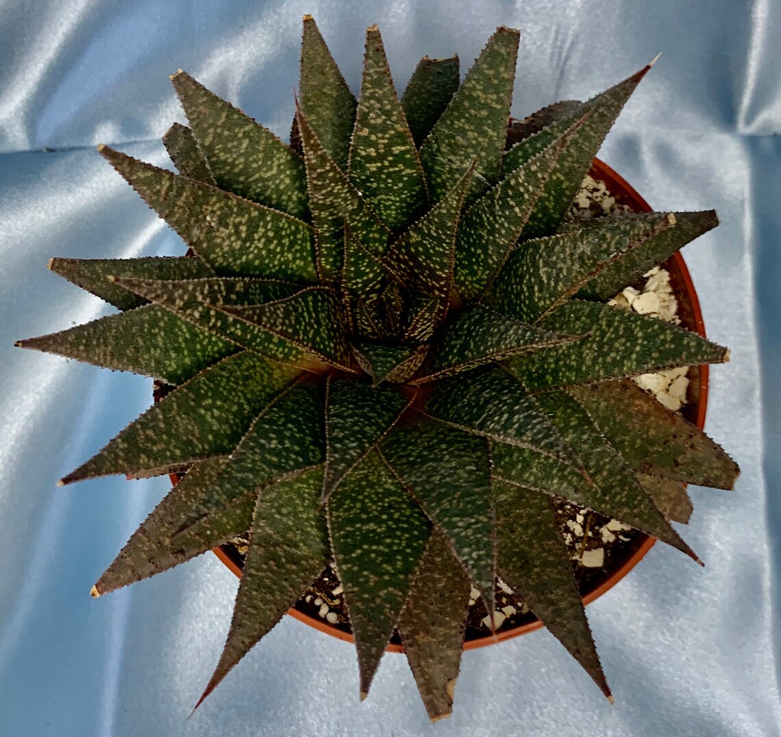 GASTERIA FLOW succulent real plant | Etsy