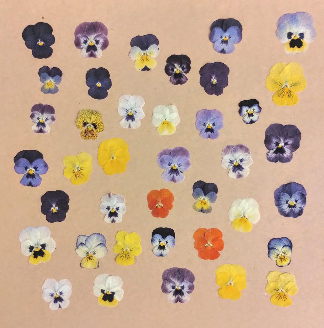 30 Edible Quality Violas Flowers. Discount Prices. Great Mix Pack ...