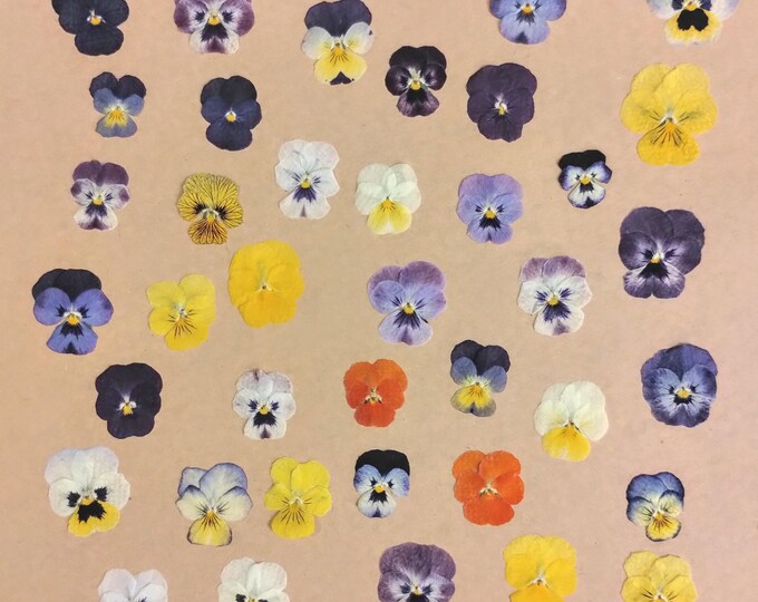 30 Edible Quality Violas Flowers. Discount Prices. Great Mix Pack ...