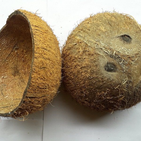 Coconut Shell - Etsy