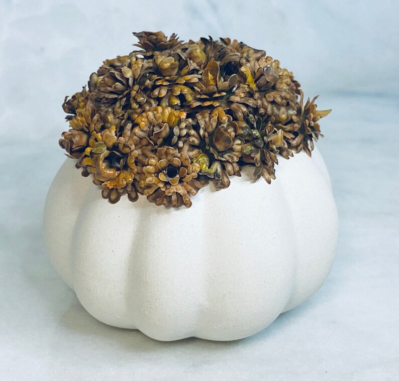 Miniature White Pumpkin Pot of Mums - Etsy