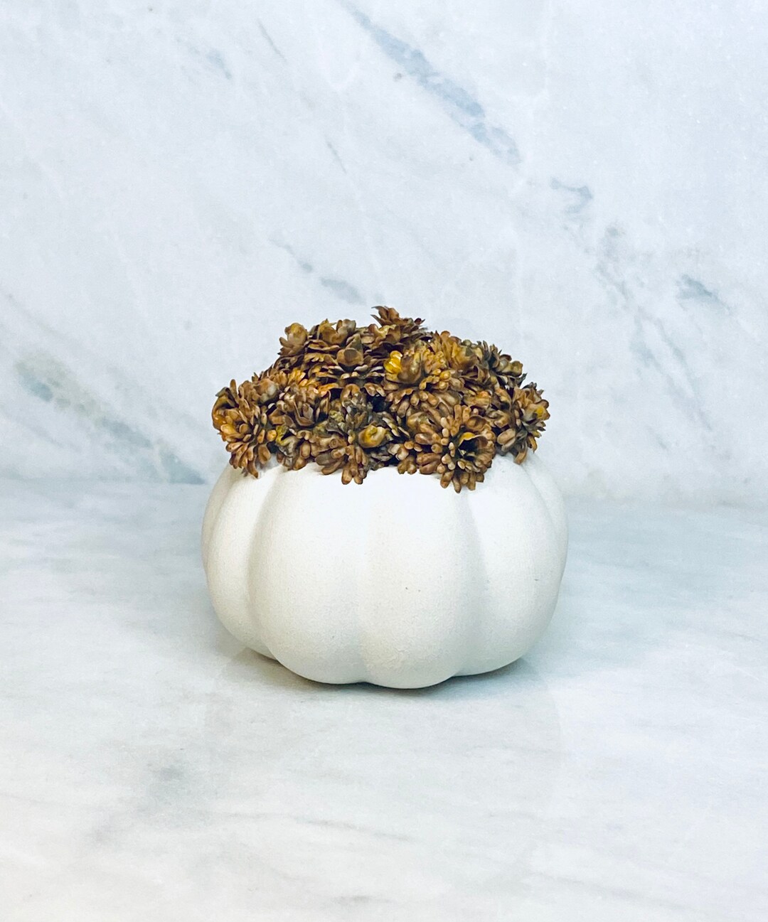 Miniature White Pumpkin Pot of Mums - Etsy