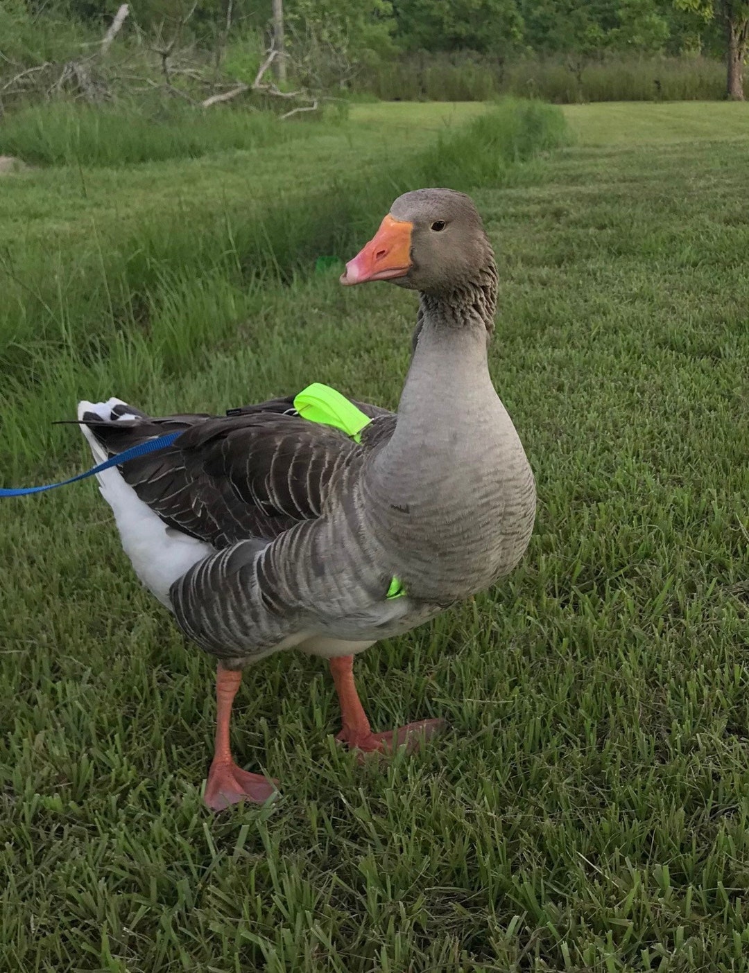 Cuerda de tracci n unbeatable ajustable