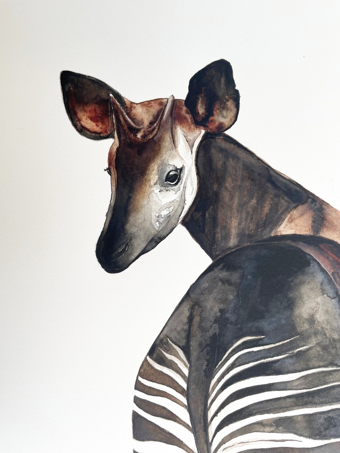 Okapi Watercolour Art Print Watercolour Okapi Illustration - Etsy UK