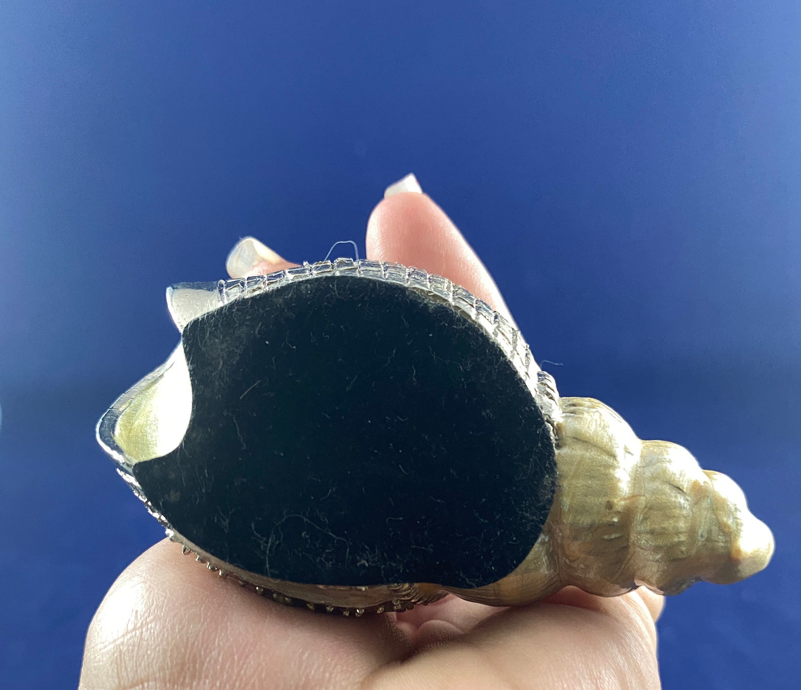 Rhinestone Sea Shell Picture or Place Card Holder | Etsy