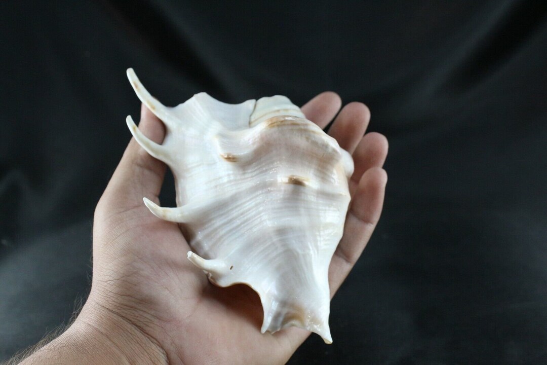 Natural White Shankh: Indian Traditional Blowing Conch Shell, Unique ...