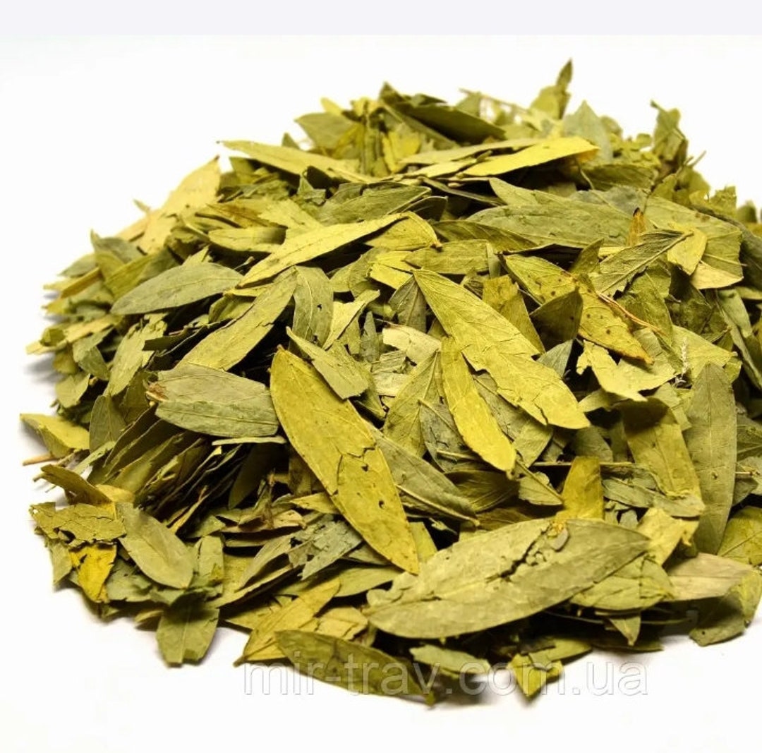 Senna Leaf | Senna Leaf | O Senna Leaf | Senna Leaves | Senna | Senna ...
