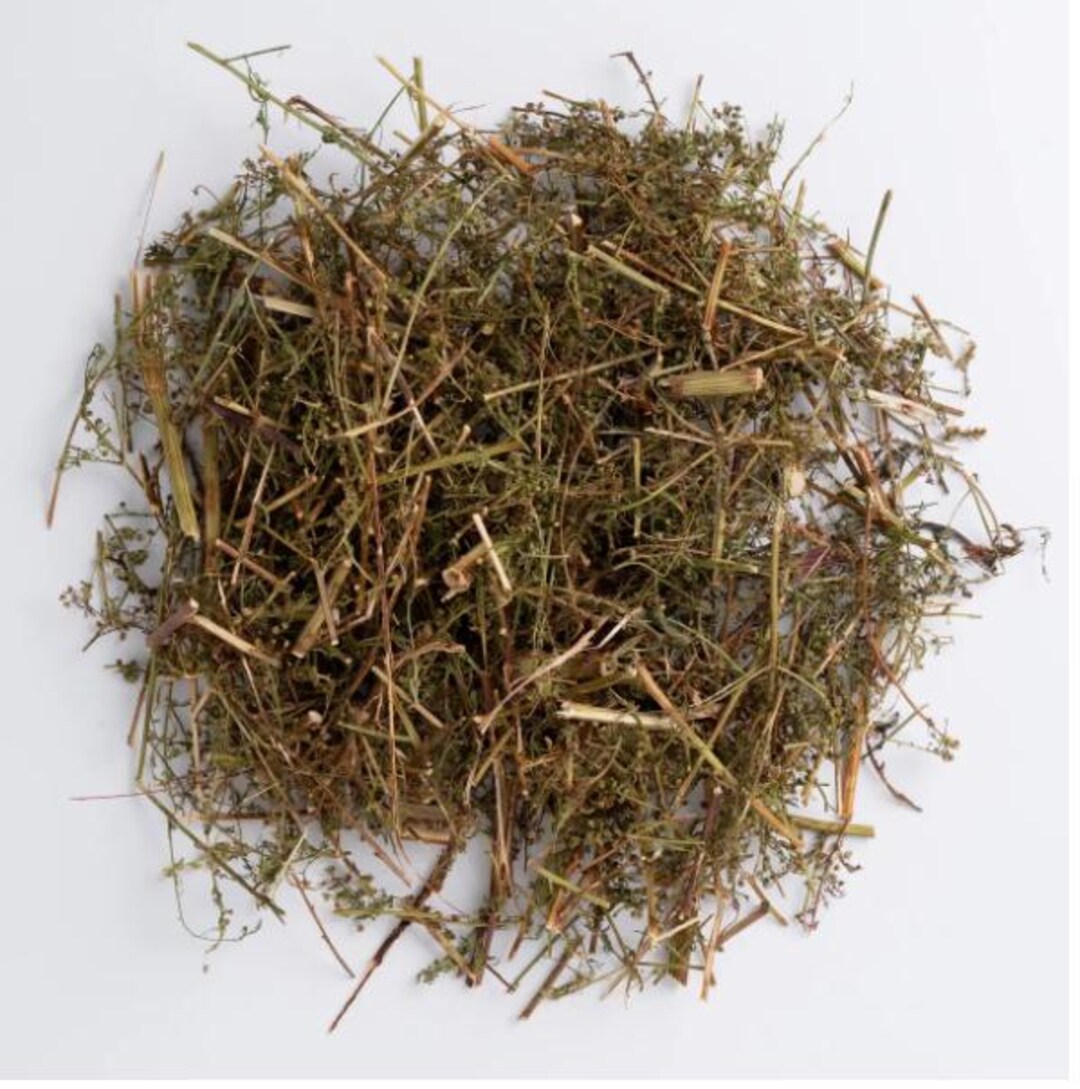 SWEET WORMWOOD | Artemisia Annua | Sweet Annie Tea | Artemisia Annua ...
