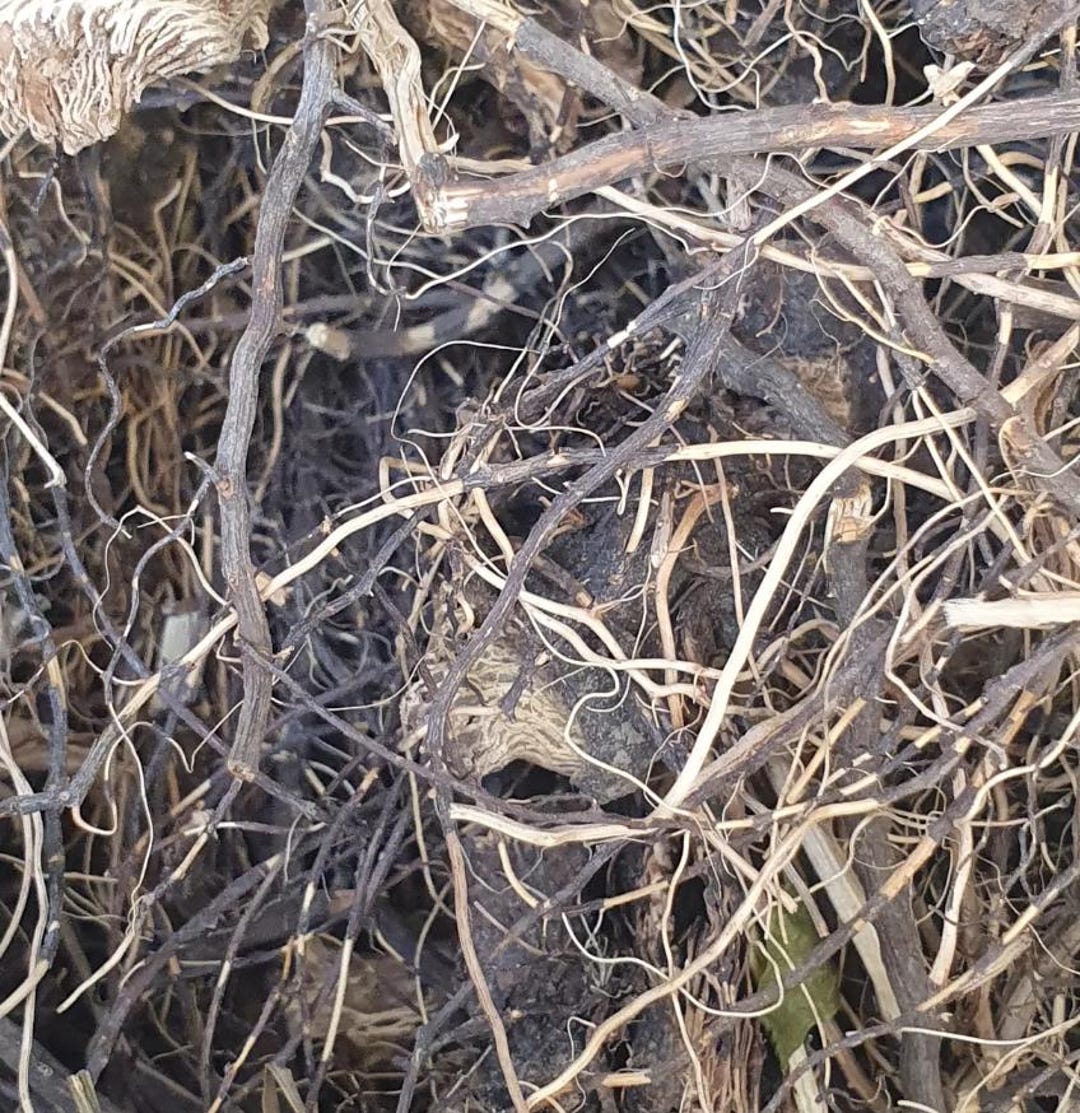 Leuzea Carthamoides - (maral Root) Rhaponticum Carthamoides Willd - Etsy