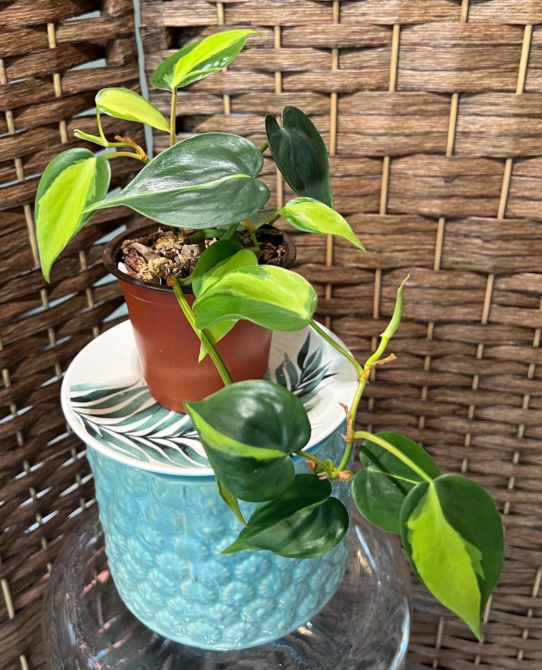 Philodendron Brasil Starter Plant - Etsy
