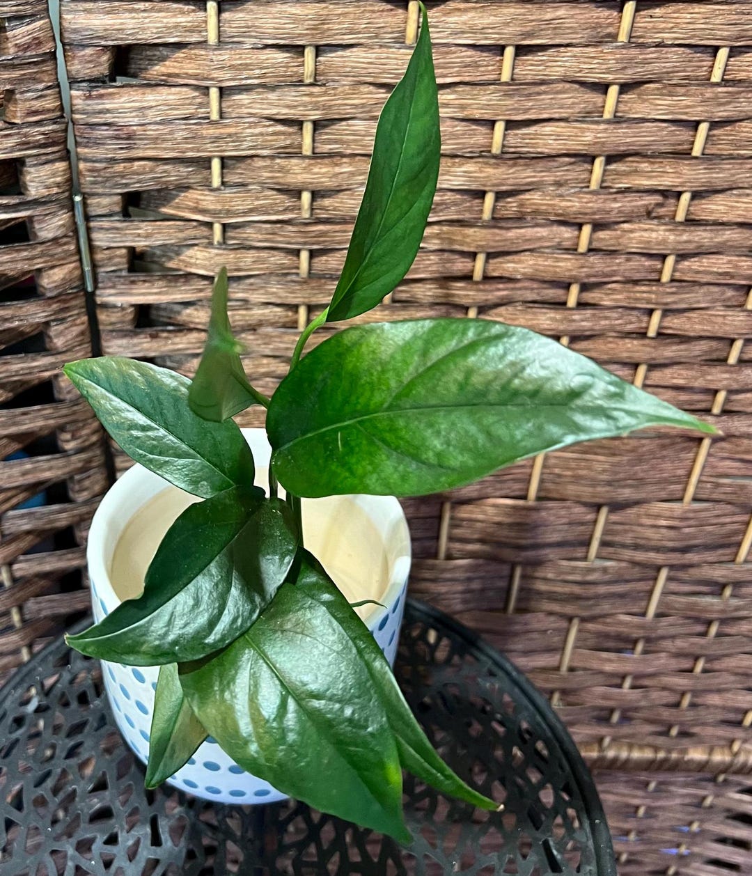 Baltic Blue Pothos Starter Plant - Etsy