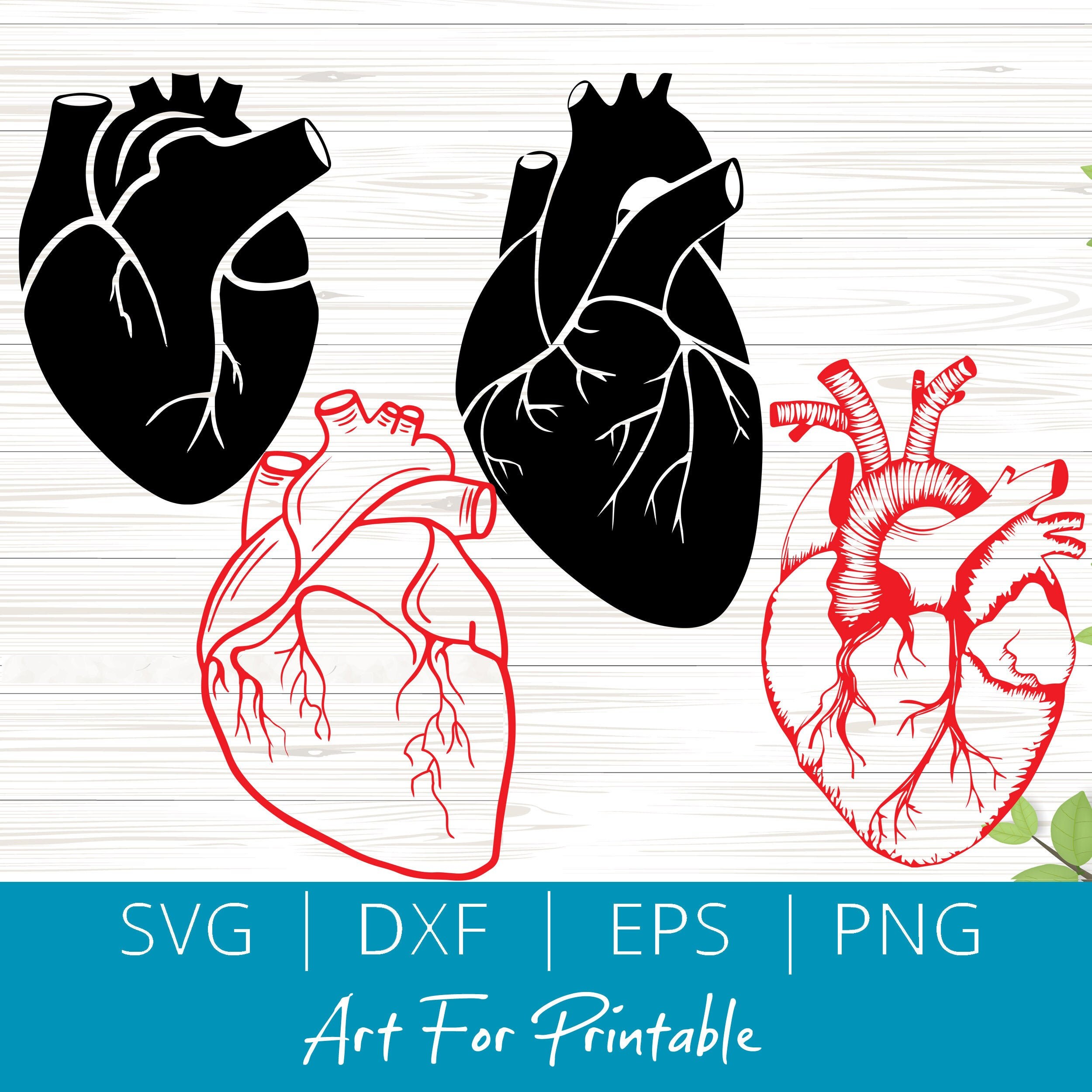 Anatomical Heart Bundle SVG Cut Files for Cricut Silhouette | Etsy