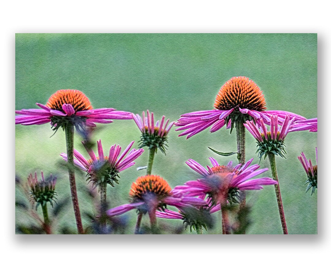 Photographic Art Print, Flowers, Flora AP-01 - Etsy