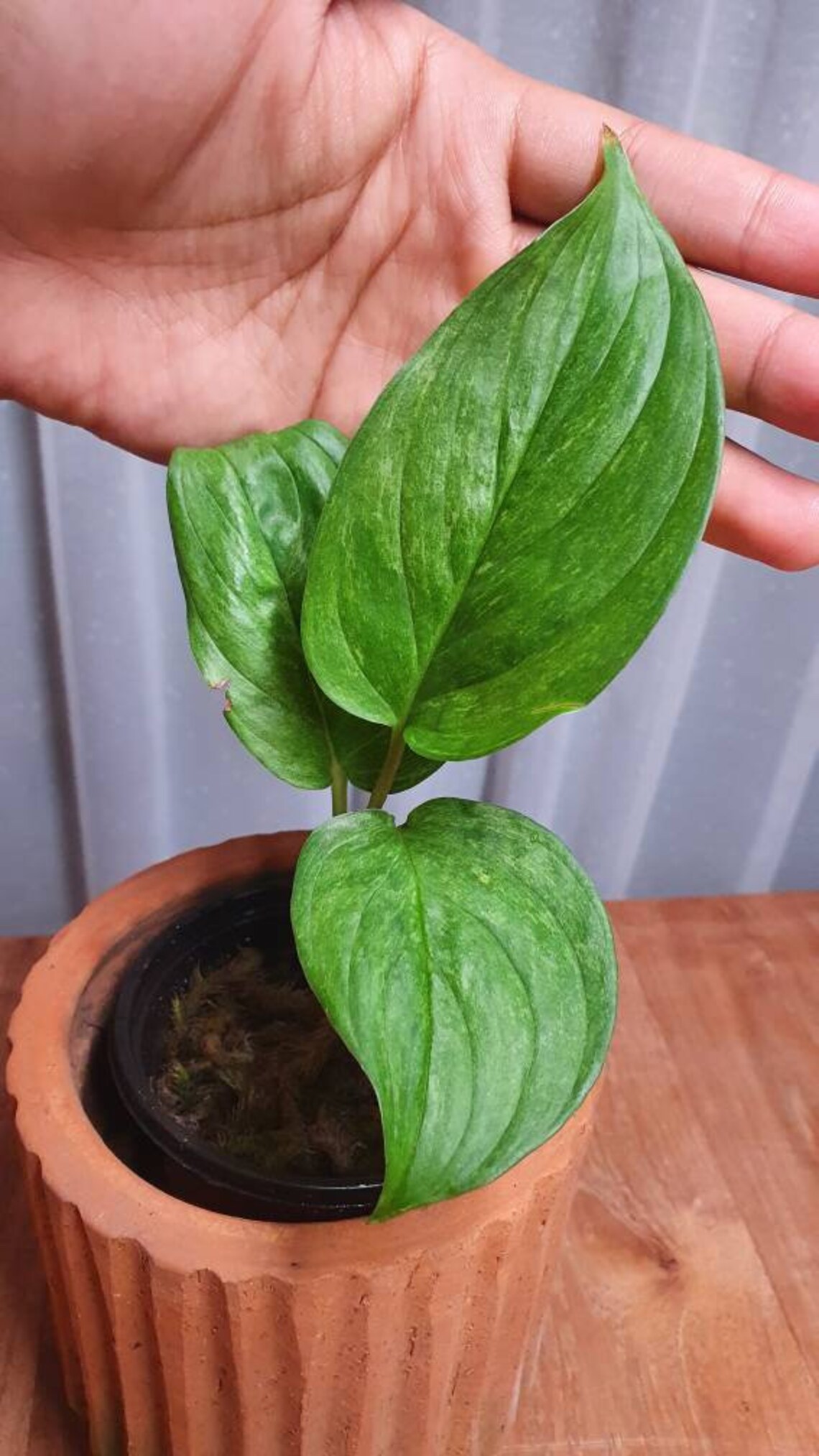 Scindapsus Perakensis Mint With Free Phytosanitary Certificate - Etsy ...