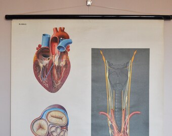 Vintage School Chart Heart II / Body / Medicine 80s Retro - Etsy