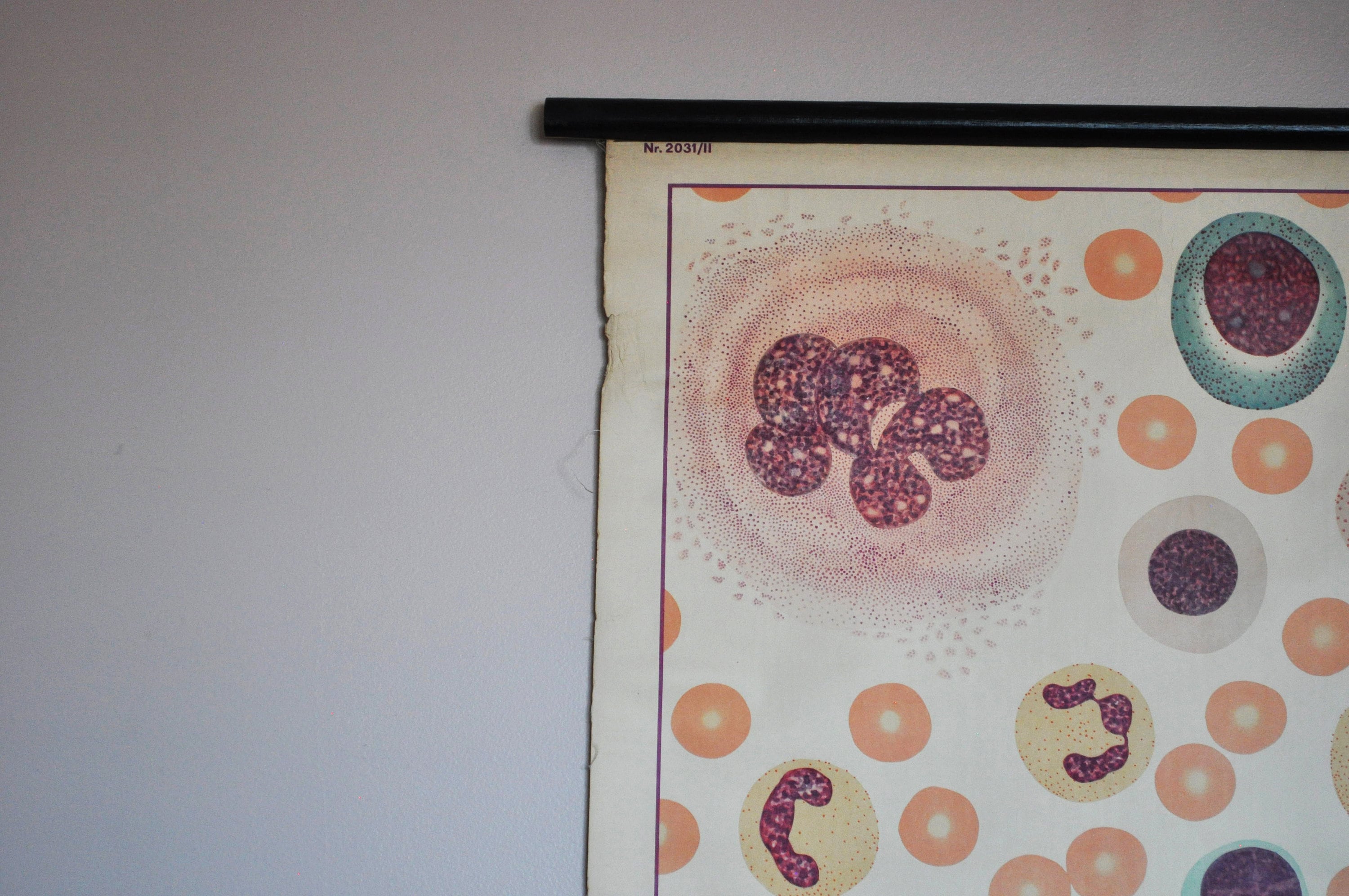 Wall Chart - Blood II: Development of Blood Cells (haematopoiesis ...