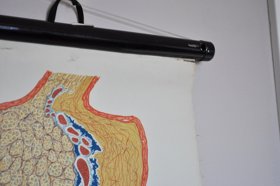 Wall Chart Endocrine Glands anatomy Biology School Medical Poster Print ...