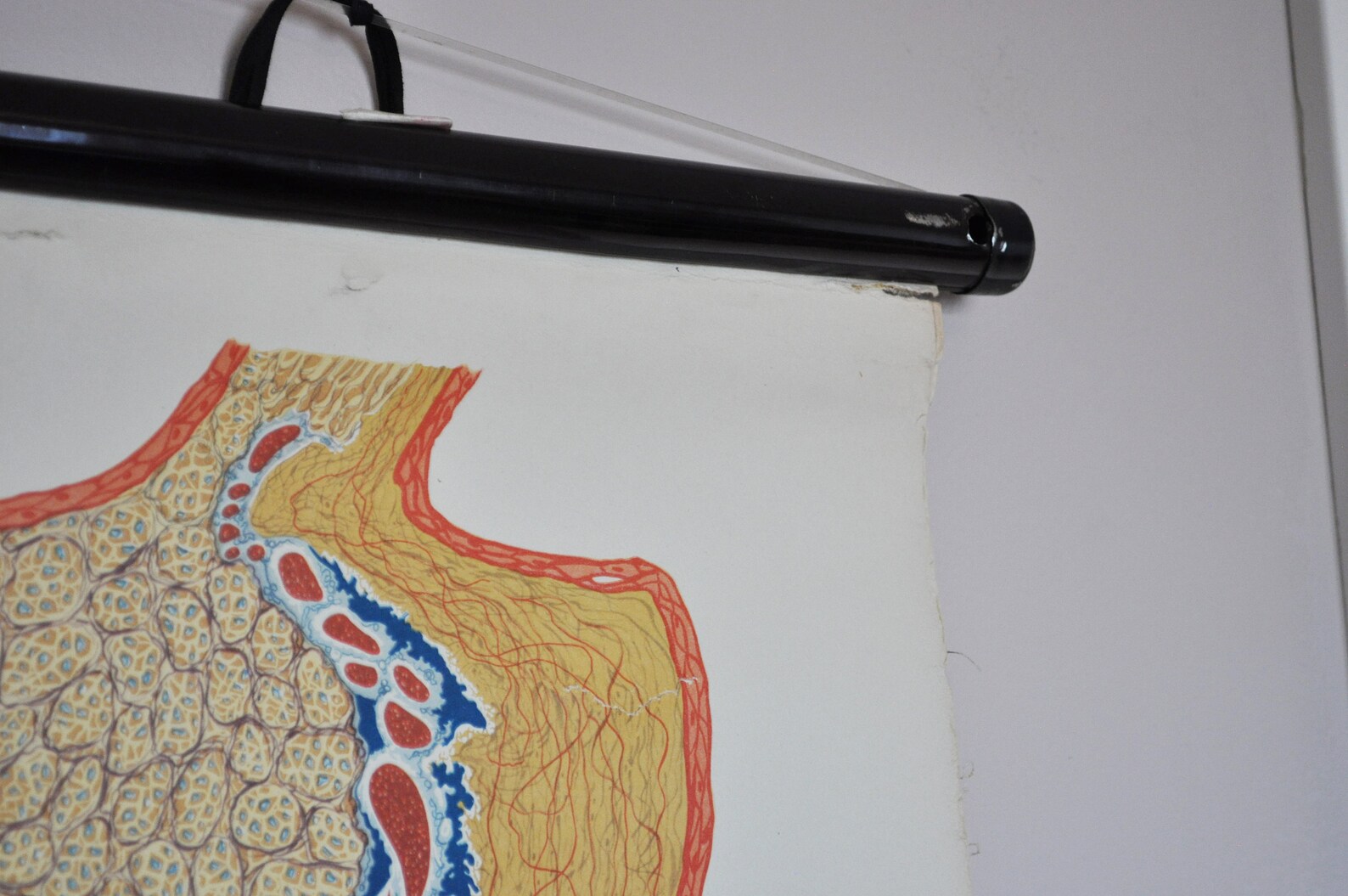 Wall Chart - Endocrine Glands (anatomy Biology School Medical Poster ...