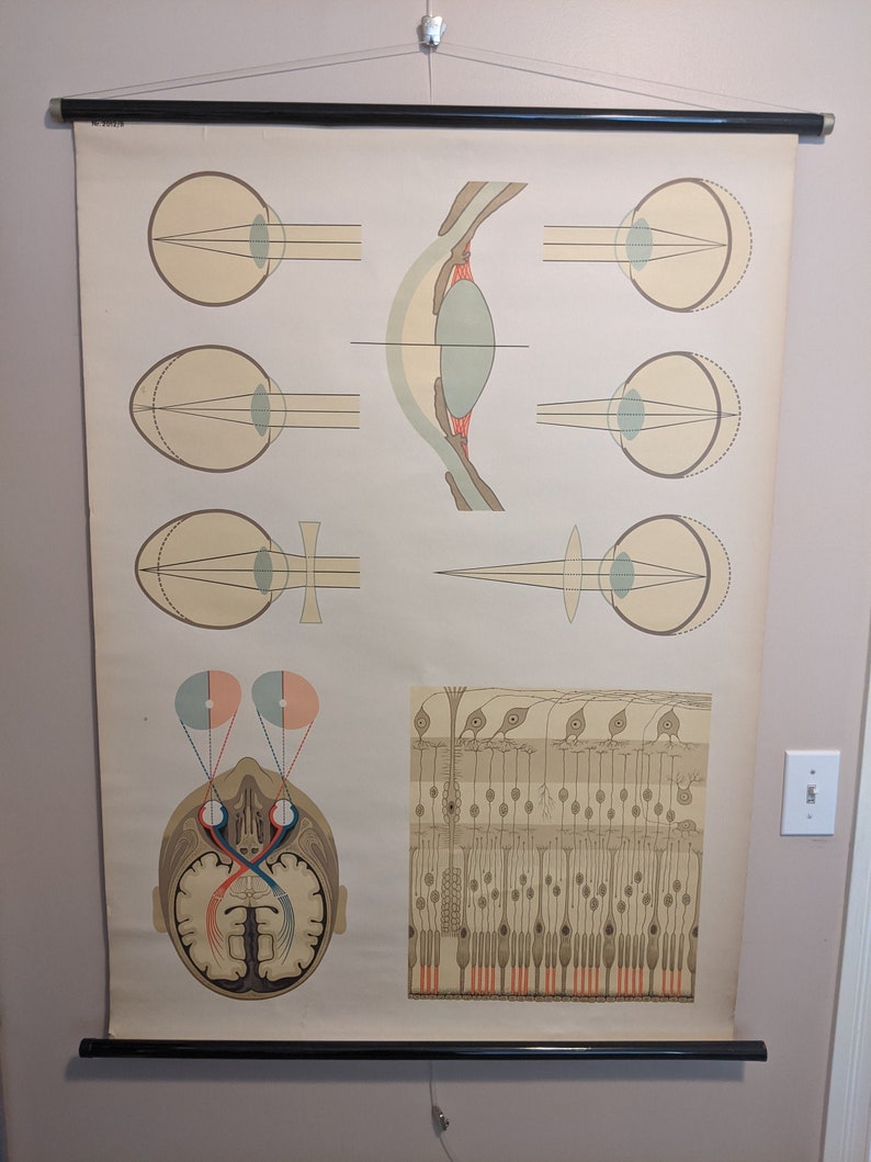 Wall Chart - the Eye: Vision (brain Light Pupil Sight Human Anatomy ...