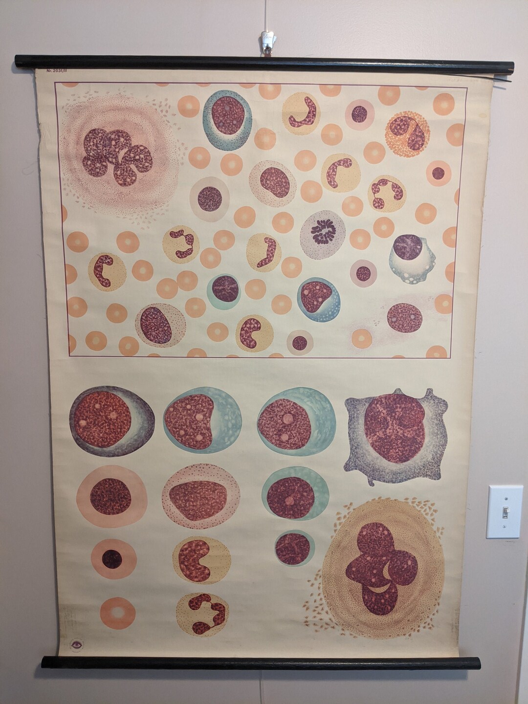 Wall Chart - Blood II: Development of Blood Cells (haematopoiesis ...
