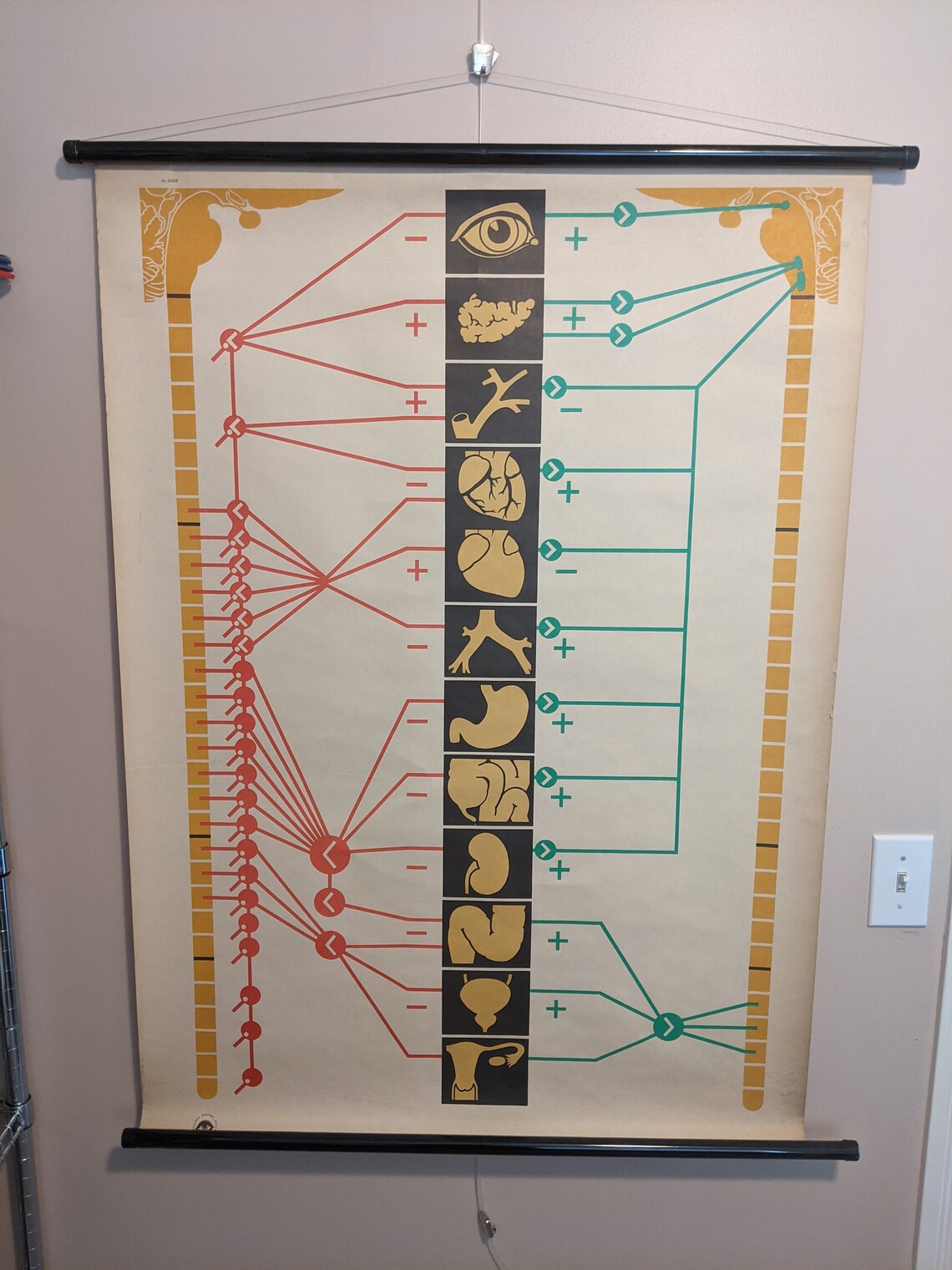Wall Chart - Vegetative Nervous System (autonomic Peripheral Smooth ...