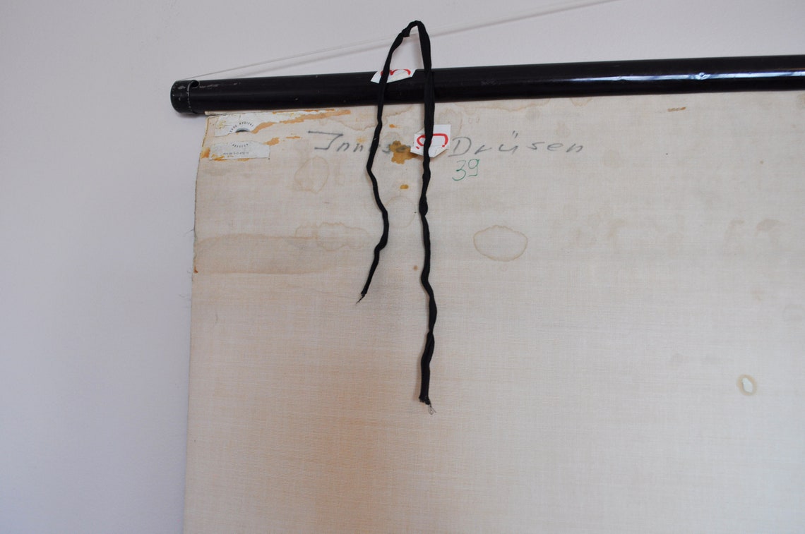 Wall Chart Endocrine Glands anatomy Biology School Medical Poster Print ...