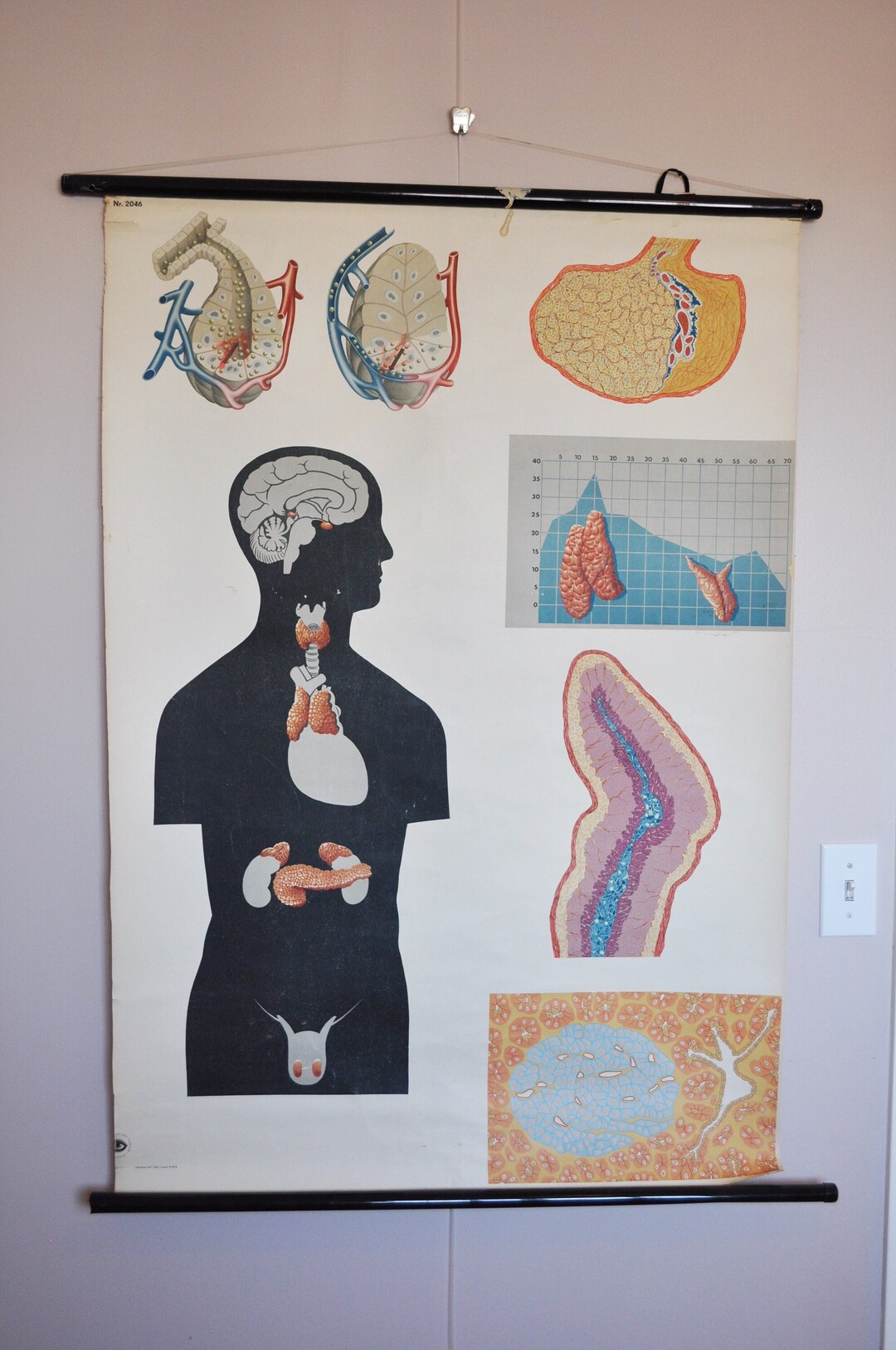 Wall Chart - Endocrine Glands (anatomy Biology School Medical Poster ...