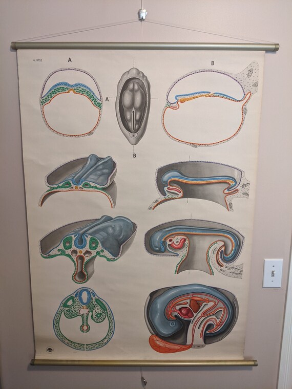 Wall Chart Embryology II anatomy Biology Prenatal Fetuses - Etsy