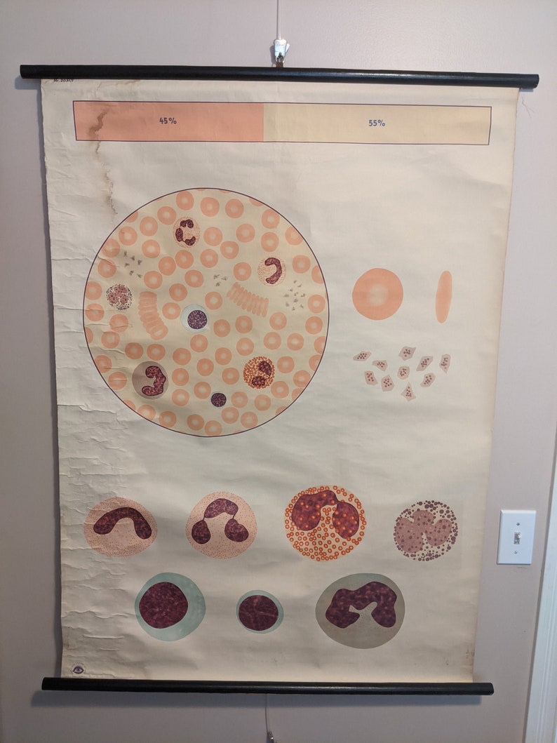 Wall Chart - Blood I: Composition (red Haematopoiesis Cellular ...