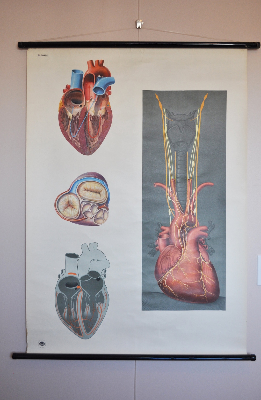 Wall Chart - the Heart II (anatomy Biology School Medical Poster Print ...