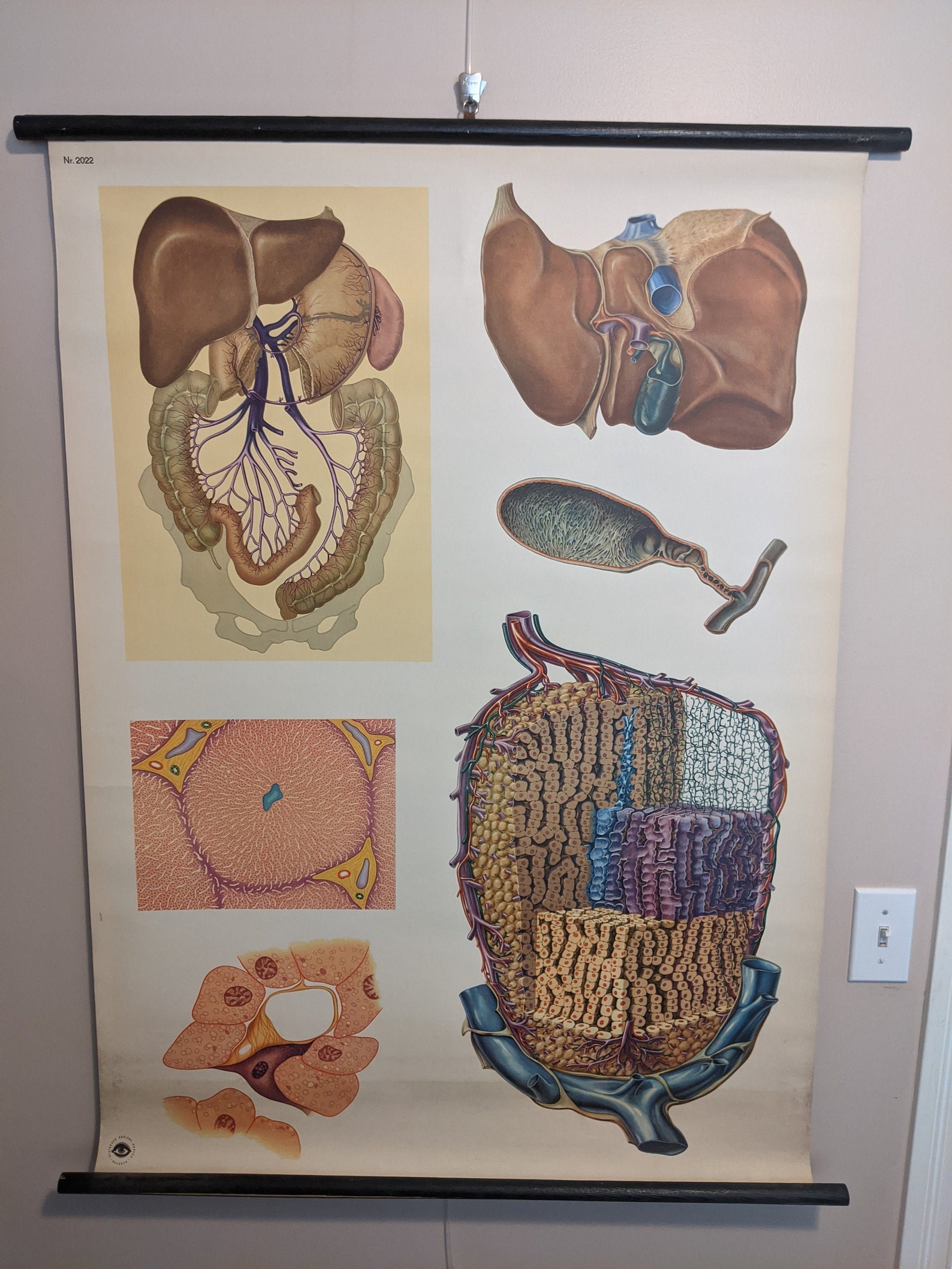 Wall Chart - the Liver (anatomy Organ Vertebrates Detoxifies Drinking ...