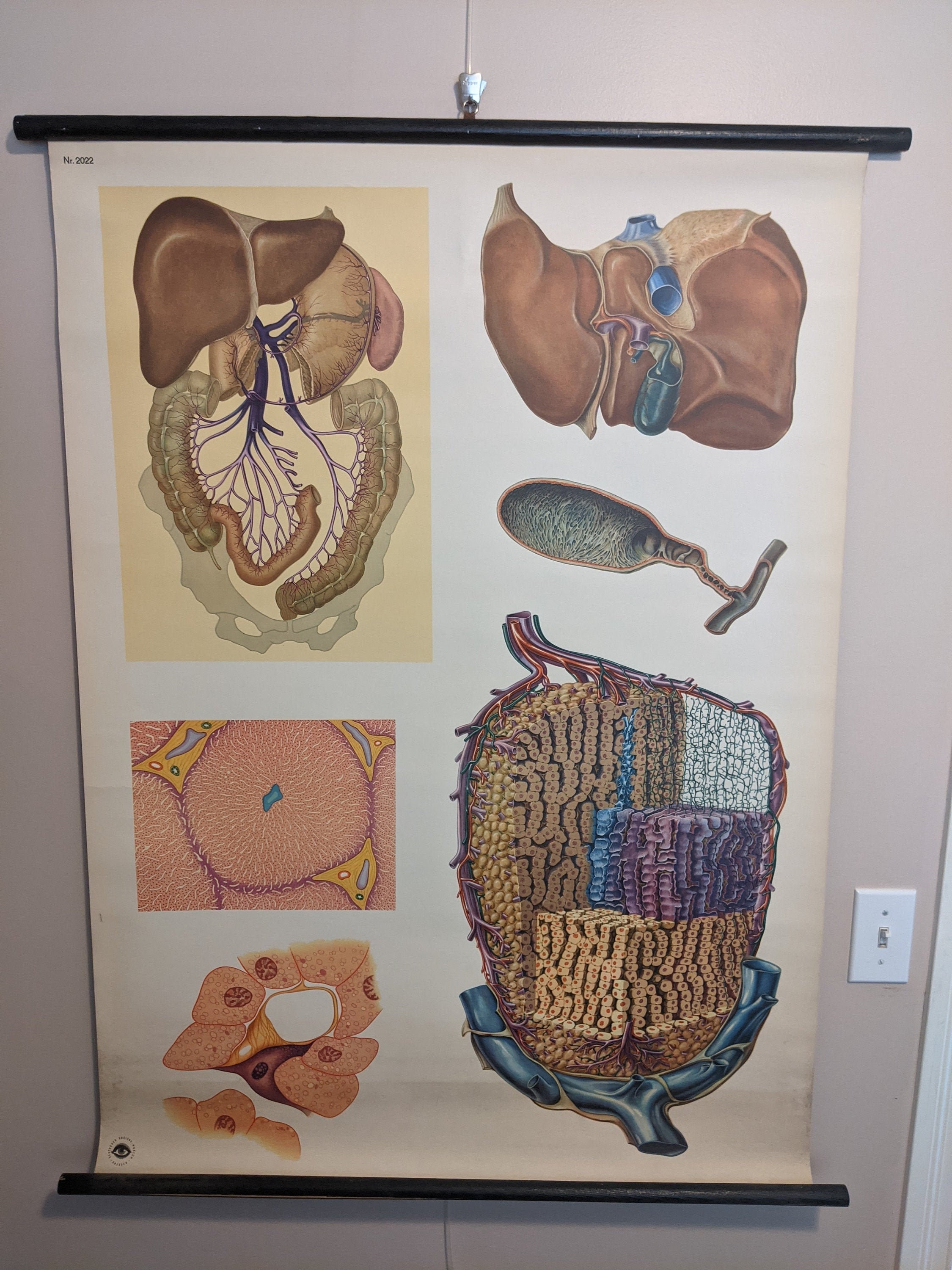 Wall Chart - the Liver (anatomy Organ Vertebrates Detoxifies Drinking ...