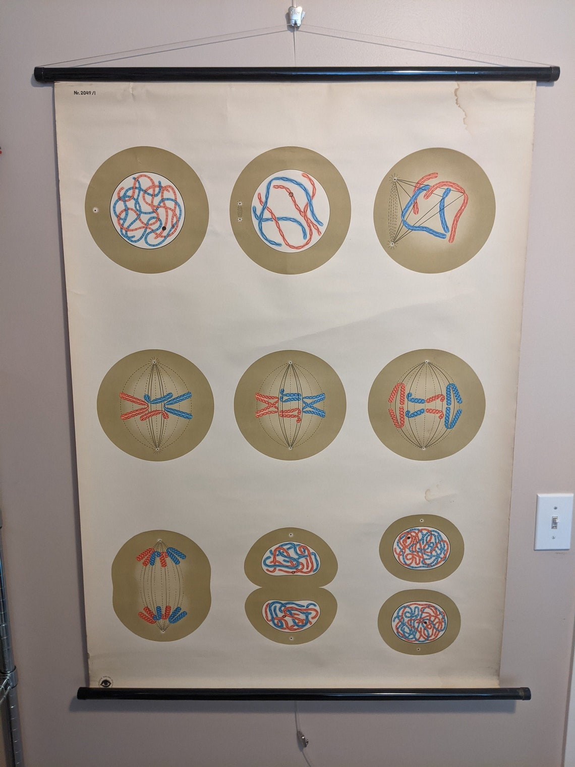 Wall Chart - Cell Division I (meiosis Germ Cells Organisms Paternal ...