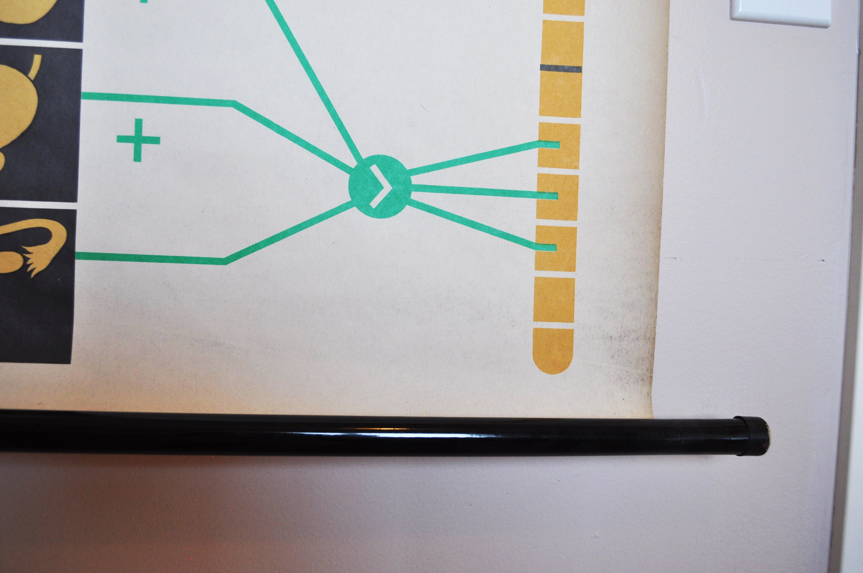Wall Chart - Vegetative Nervous System (autonomic Peripheral Smooth ...