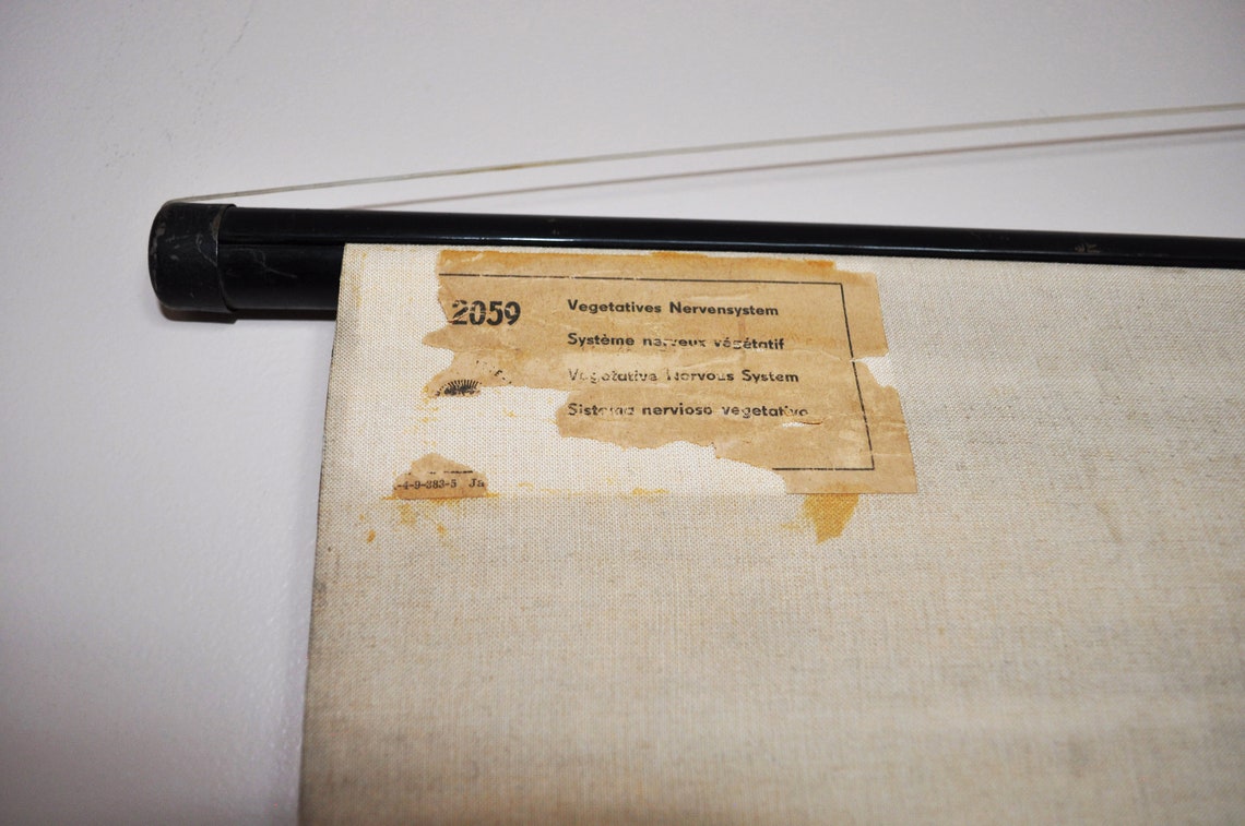 Wall Chart - Vegetative Nervous System (autonomic Peripheral Smooth ...