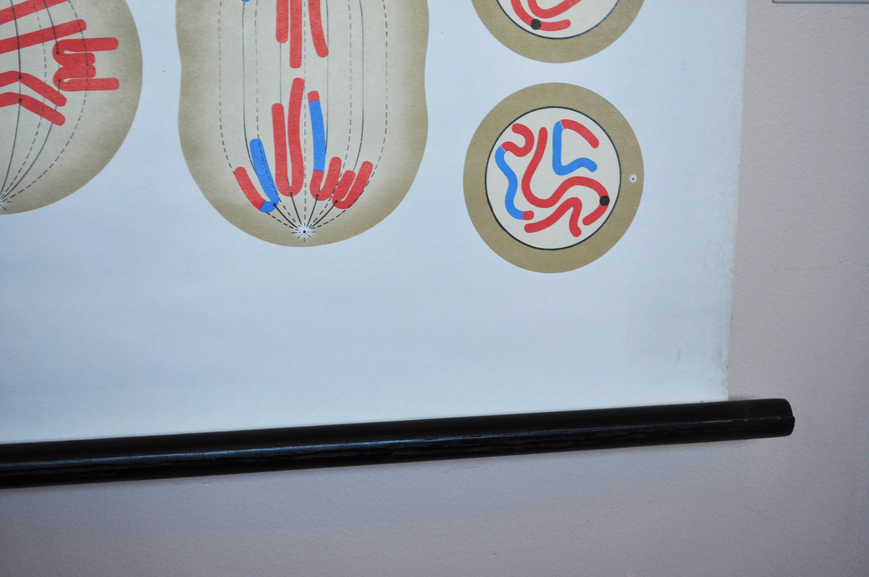 Wall Chart - Cell Division II (meiosis Germ Cells Organisms Paternal ...