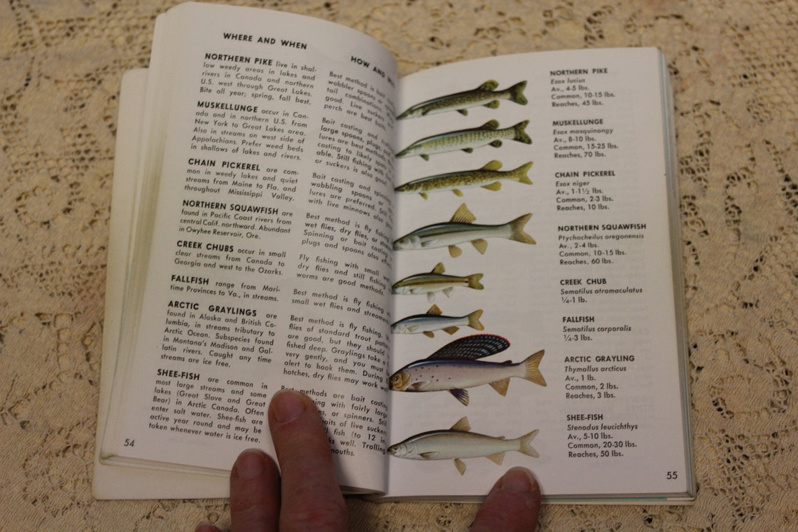 Guide to Fresh and Salt-water Fishing, A Golden Guide / George Fichter ...