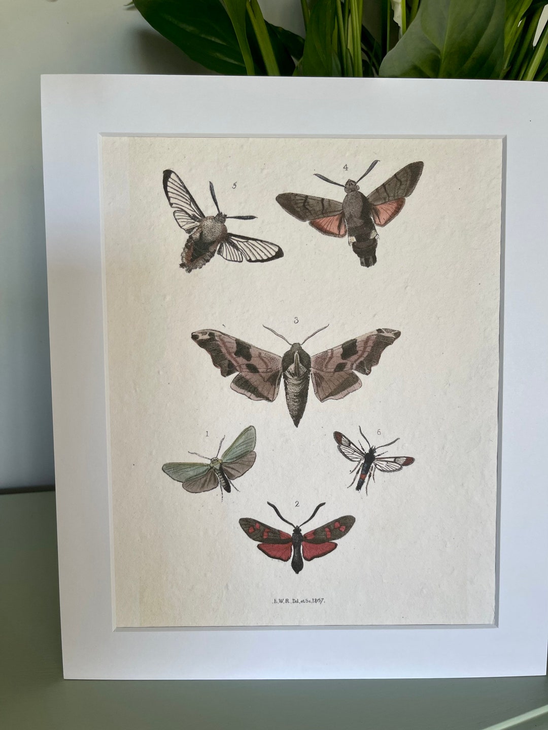 Giclee Print, A4, Vintage Moth Engraving With Professional Frame Mount ...