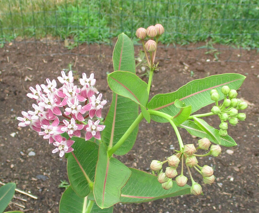 Prairie Milkweed Seeds, Asclepias Sullivantii - Etsy
