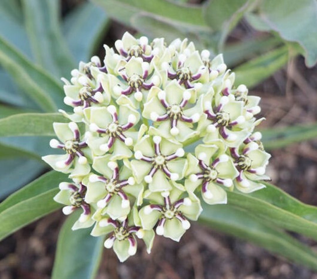Antelope Horn Milkweed Seeds, Asclepias Asperula 10-25-50 - Etsy