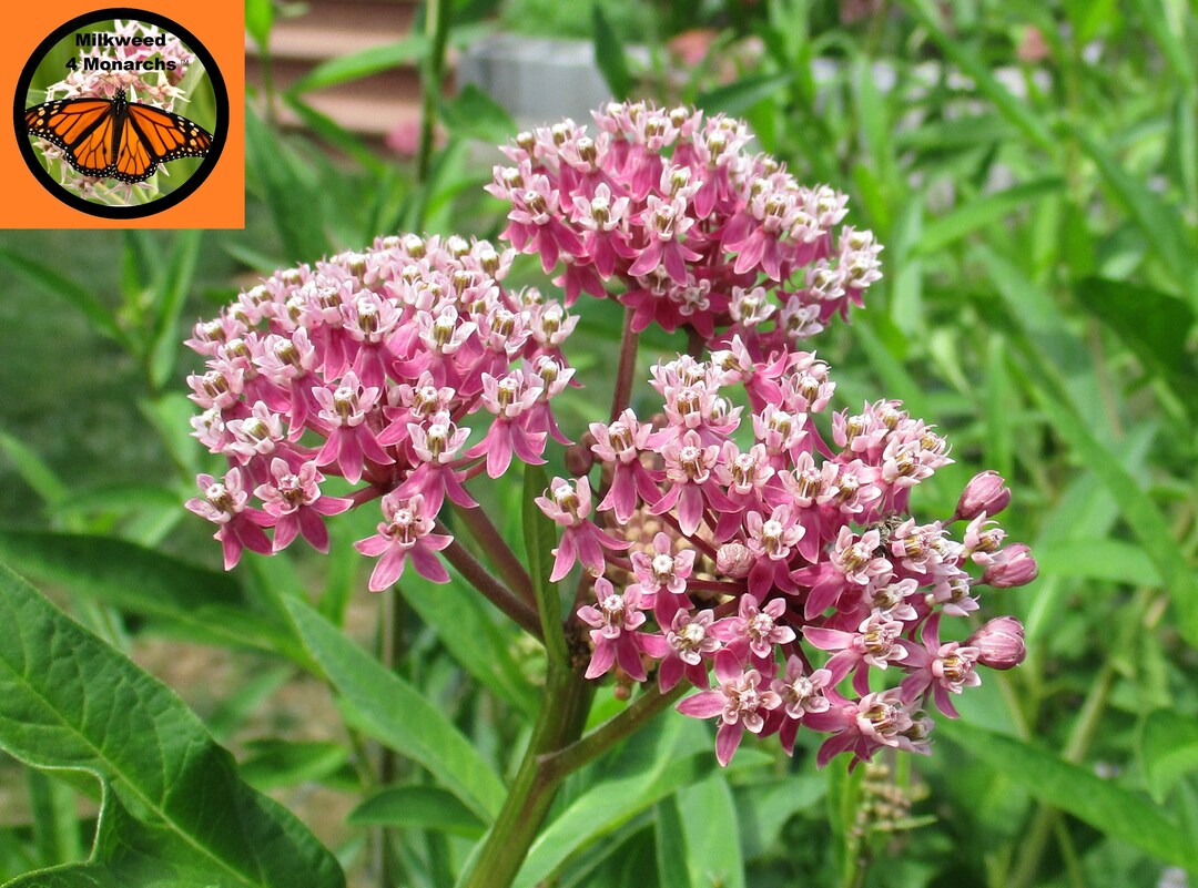 Pink Swamp Milkweed Seeds, Asclepias Incarnata 20/50/100/1 OZ - Etsy