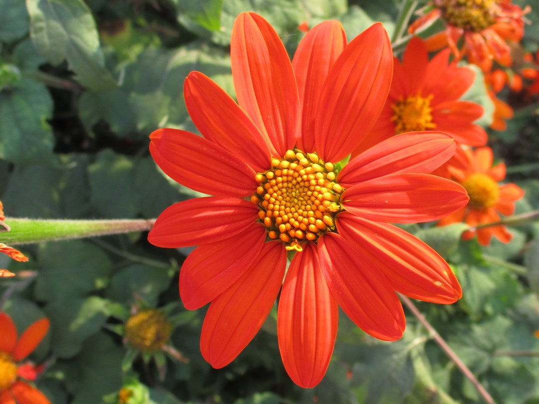 Fiesta Del Sol, Dwarf Mexican Sunflower Seeds - Etsy