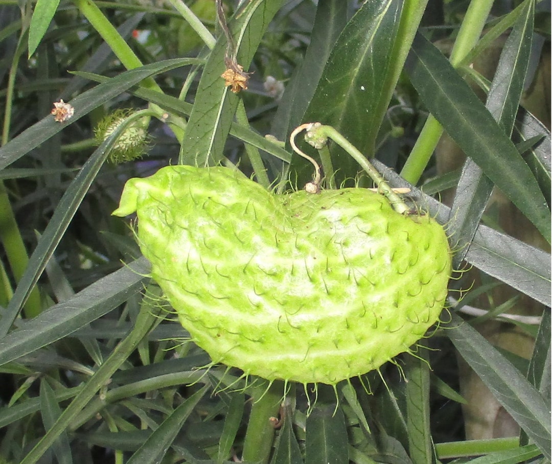 Swan Milkweed Seeds G. Fruticosus 1025bulk - Etsy
