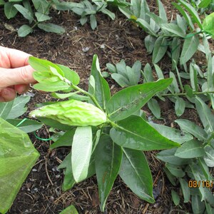 Green Antelopehorn Seeds, Asclepias Viridis - Etsy