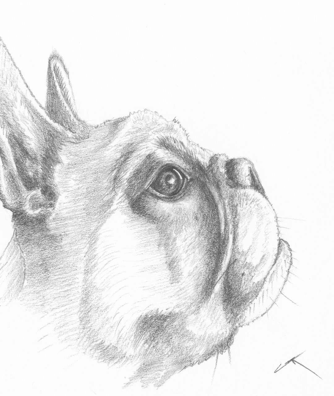 French Bulldog, Pencil Drawing - Download and Print - Etsy