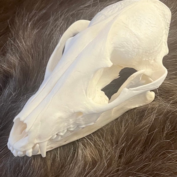Real Animal Skull - Etsy