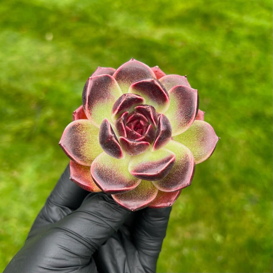 Echeveria Pushke Live Succulent Plant - Etsy UK