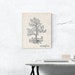 Sassafras Wall Art | Tree Wall Art | Botanical Print | Sassafras Poster ...